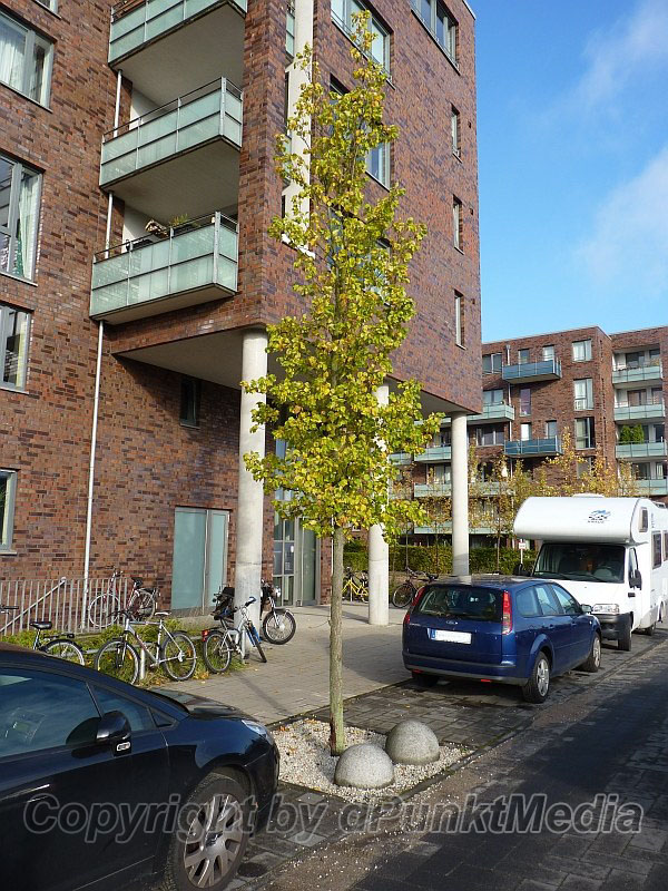 Detail Straßenbaumliste