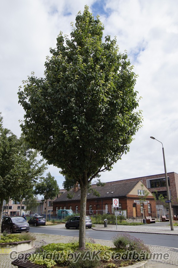 Detail Straßenbaumliste